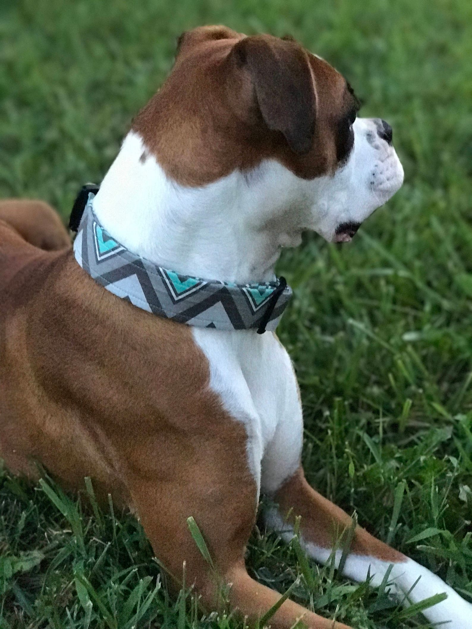 Gray and Teal Chevron Dog Collar Unisex Dog Collar Large Dog - Etsy