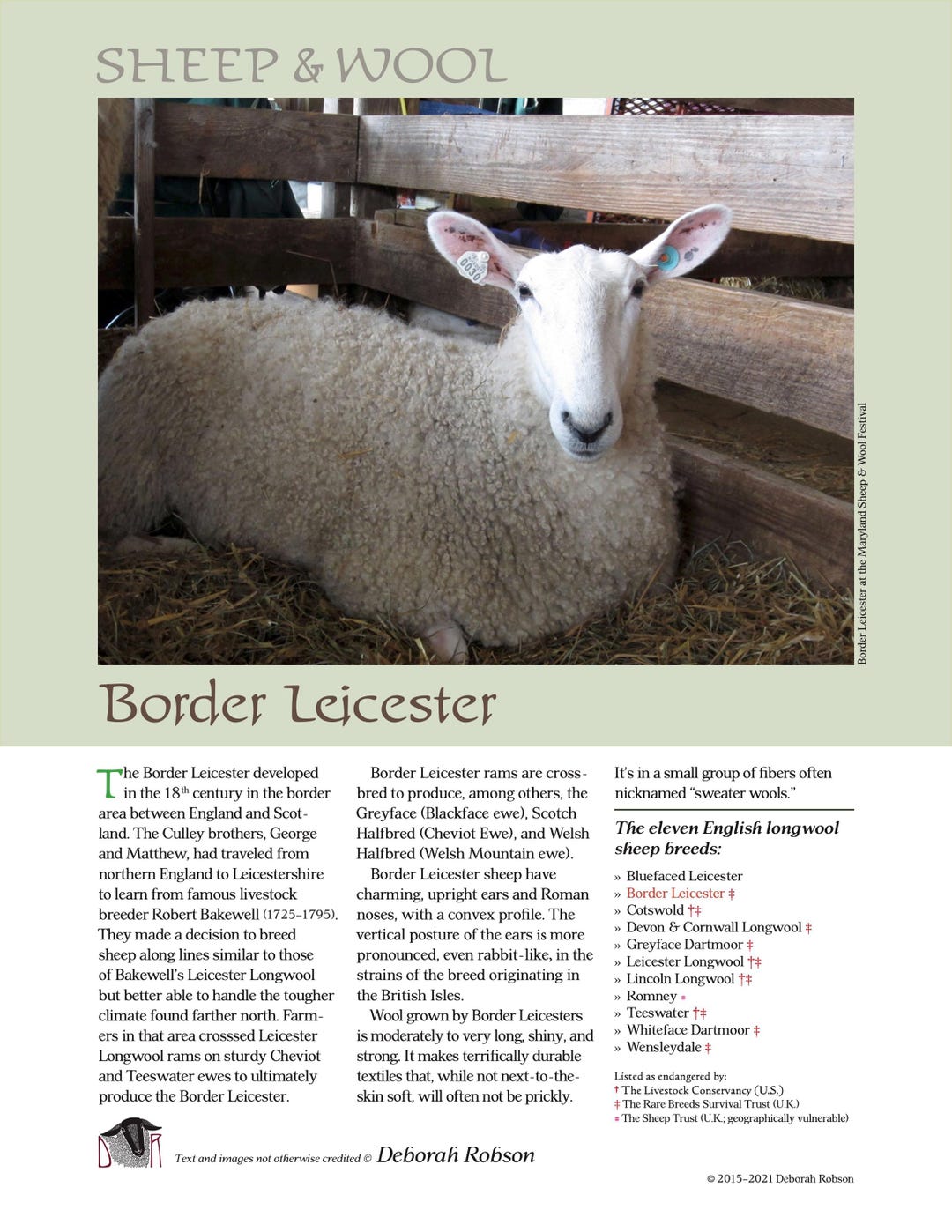 Sheep & Wool Mini Poster: Border Leicester (PDF Download) - Etsy