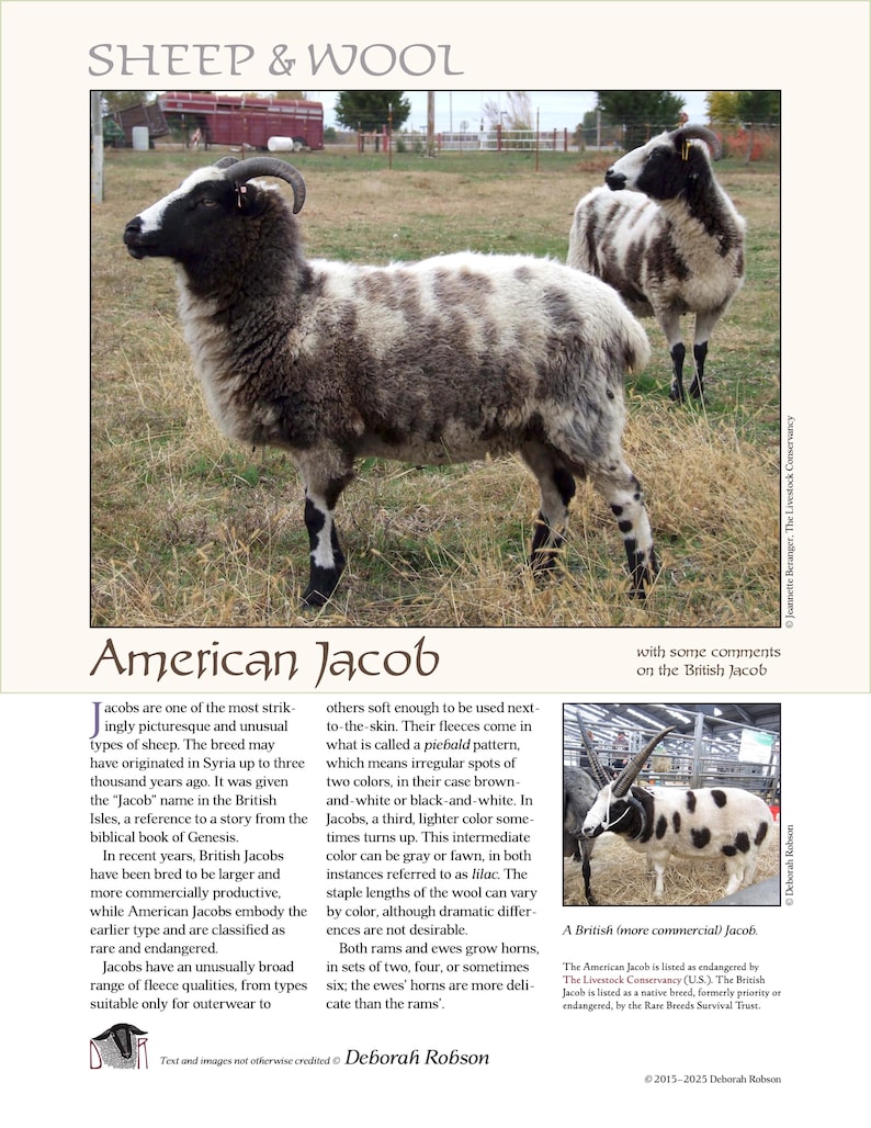 Sheep & Wool Mini Poster: American Jacob (PDF Download) - Etsy