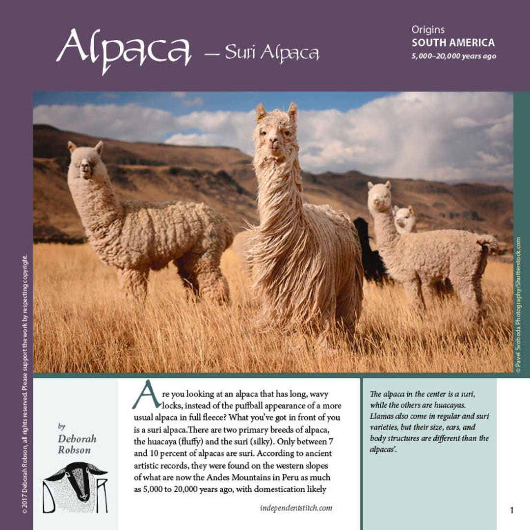 Guide to Fiber Intensive: Suri Alpaca (PDF Download) - Etsy