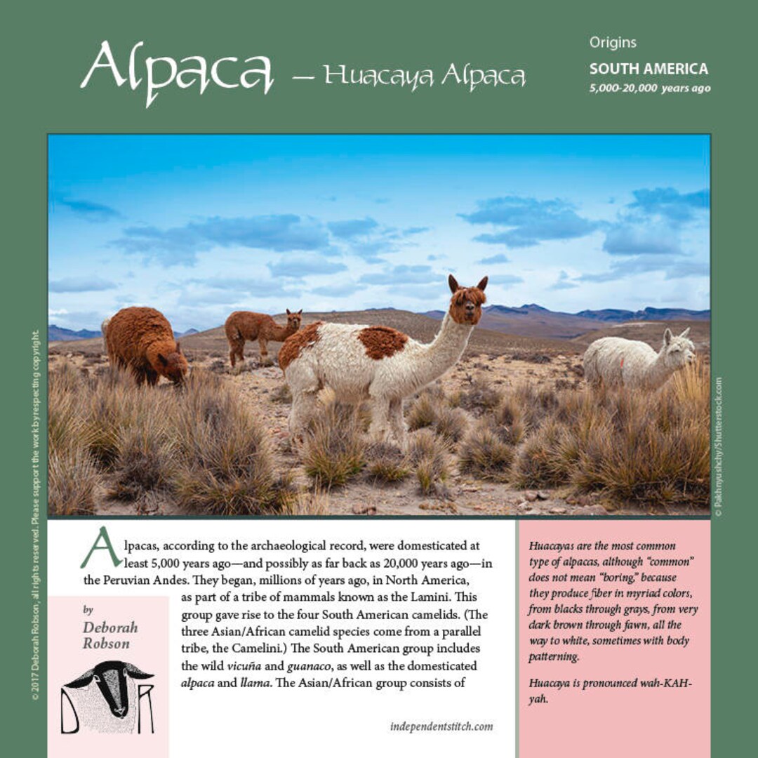 Guide to Fiber Intensive: Huacaya Alpaca (PDF Download) - Etsy