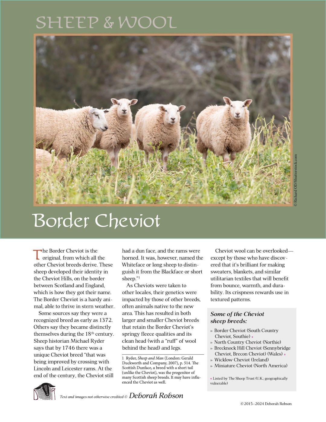 Sheep & Wool Mini Poster: Border Cheviot (PDF Download) - Etsy