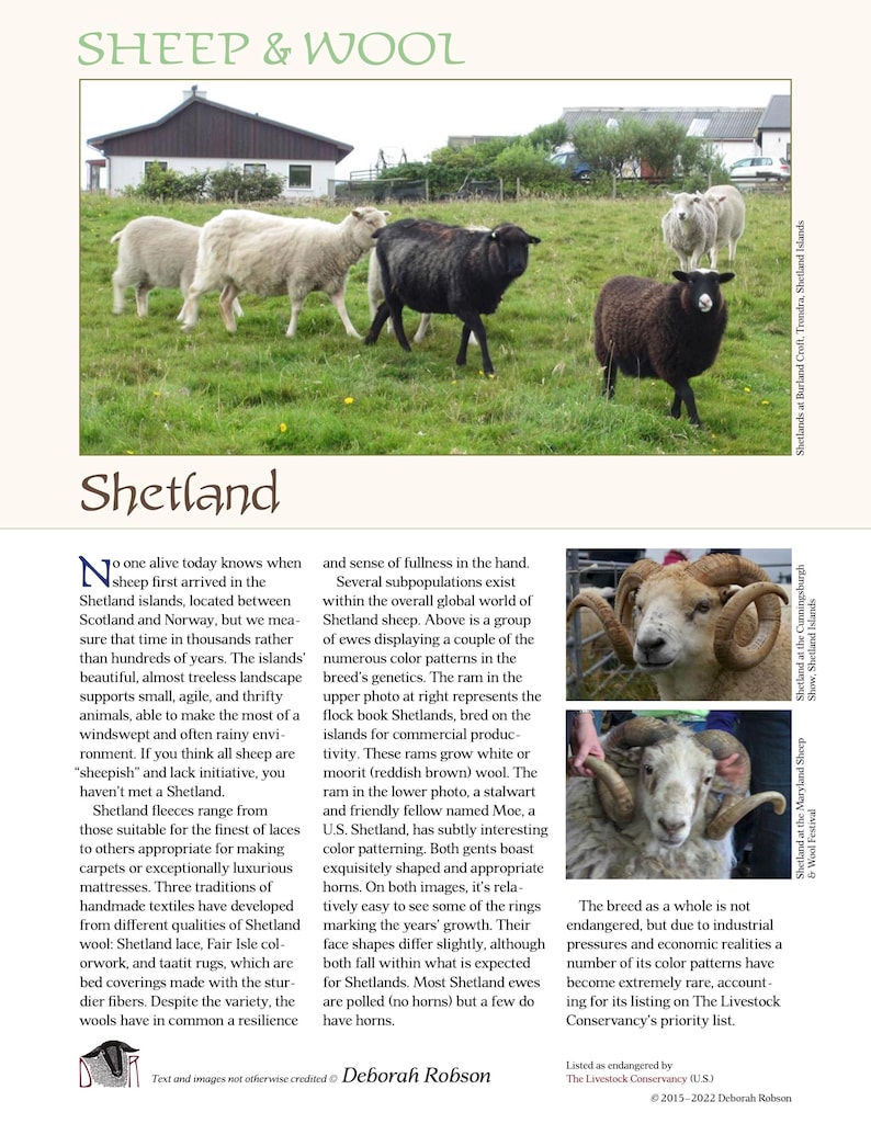 Sheep & Wool Mini Poster: Shetland (PDF Download) - Etsy