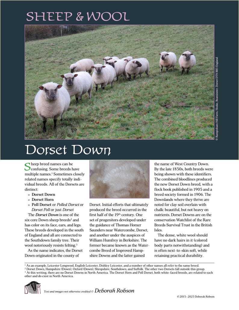Sheep & Wool Mini Poster: Dorset Down (PDF Download) - Etsy