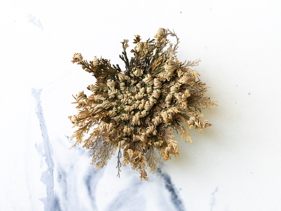 Rose of Jericho Flower // Resurrection Plant // Large // - Etsy