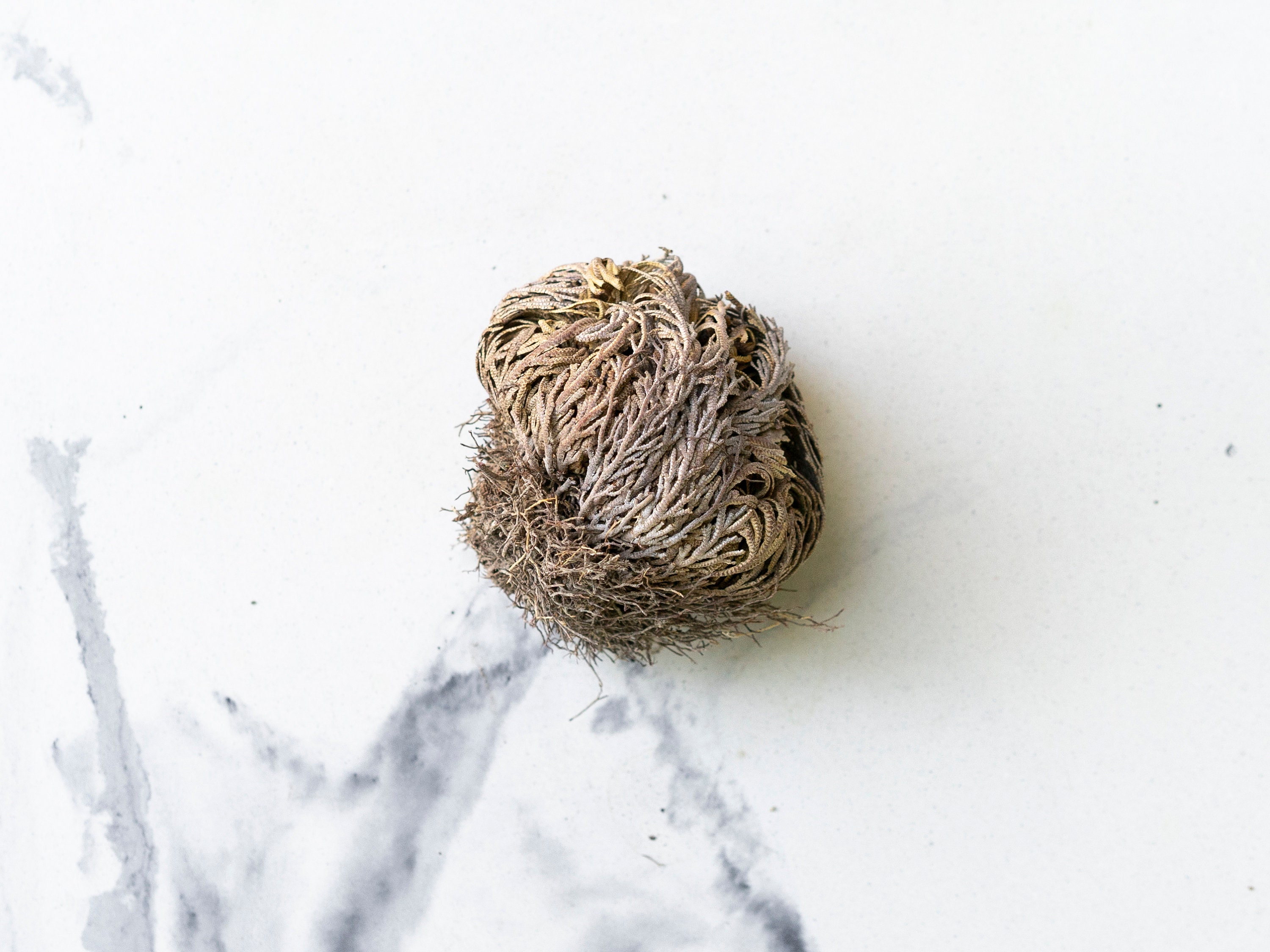 Rose of Jericho Flower // Resurrection Plant // Large // | Etsy