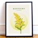 Kentucky Print – Kentucky State Flower Poster, Goldenrod Illustration ...