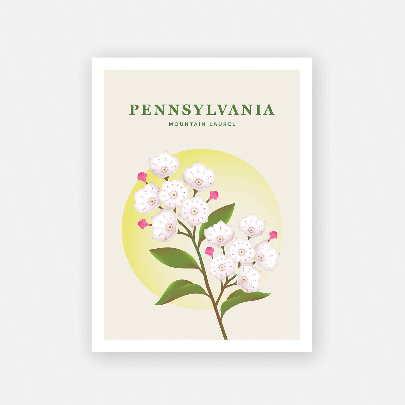 Pennsylvania Print – Pennsylvania State Flower Poster, Mountain Laurel ...