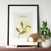 Florida Print – State Flower Poster, Orange Blossom Illustration ...