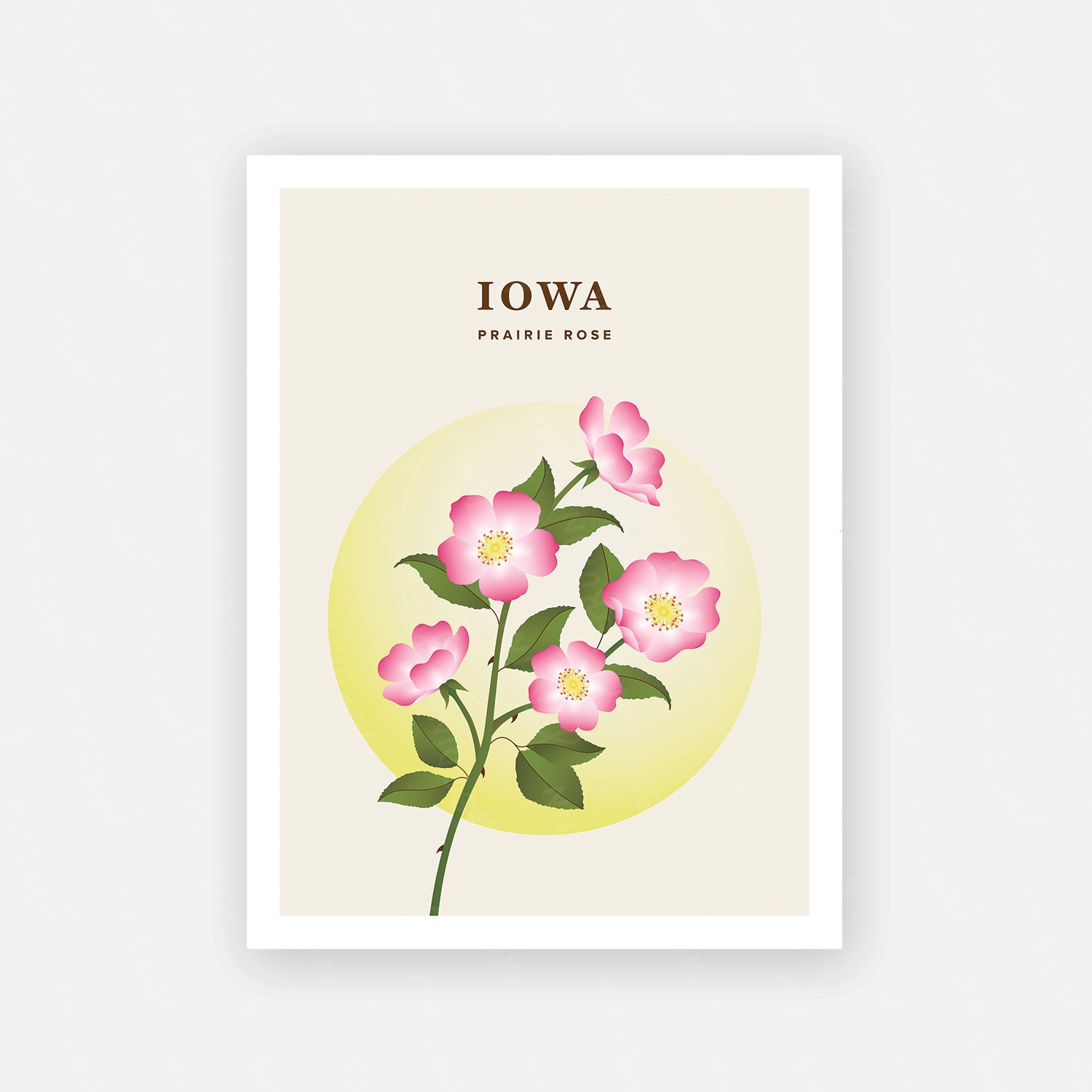Iowa Print – Iowa State Flower Poster, Prairie Rose Illustration, Iowa ...