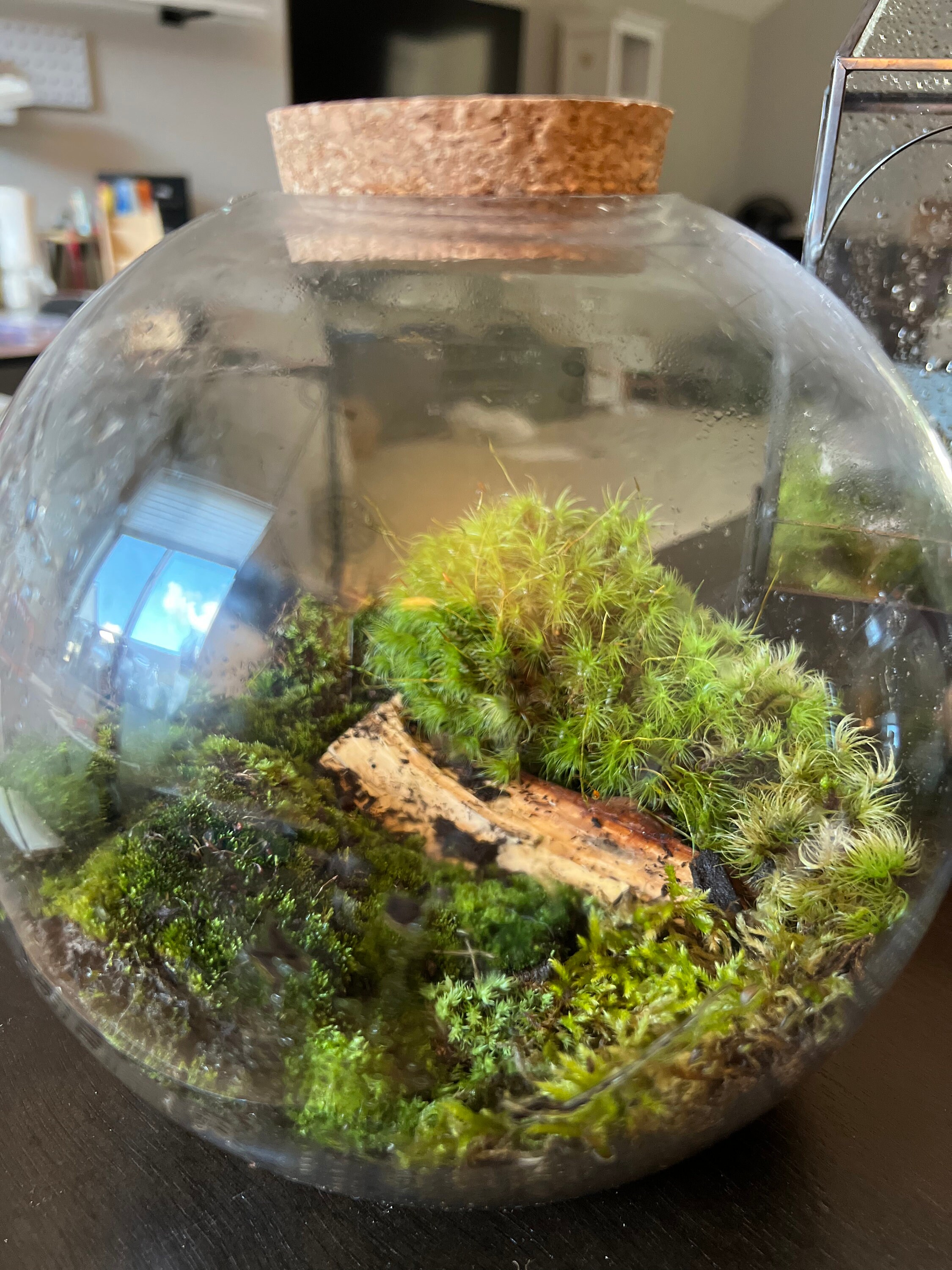 Closet Moss Terrarium - Etsy