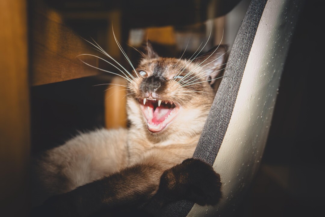 High Contrast Moody Cat Portrait Digital Download - Etsy