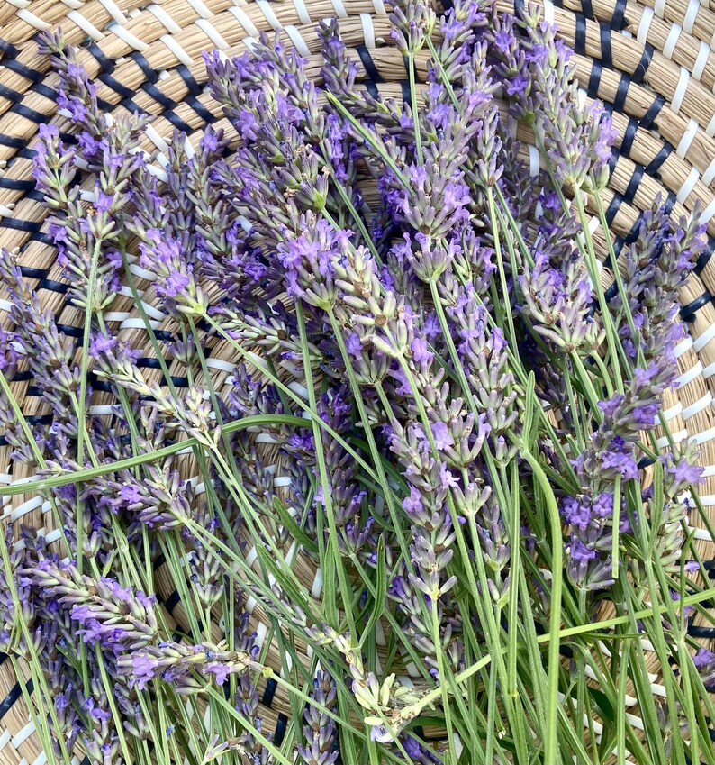 Singular Herb Lavender Dream Pillow, Pouch With Organically Grown ...