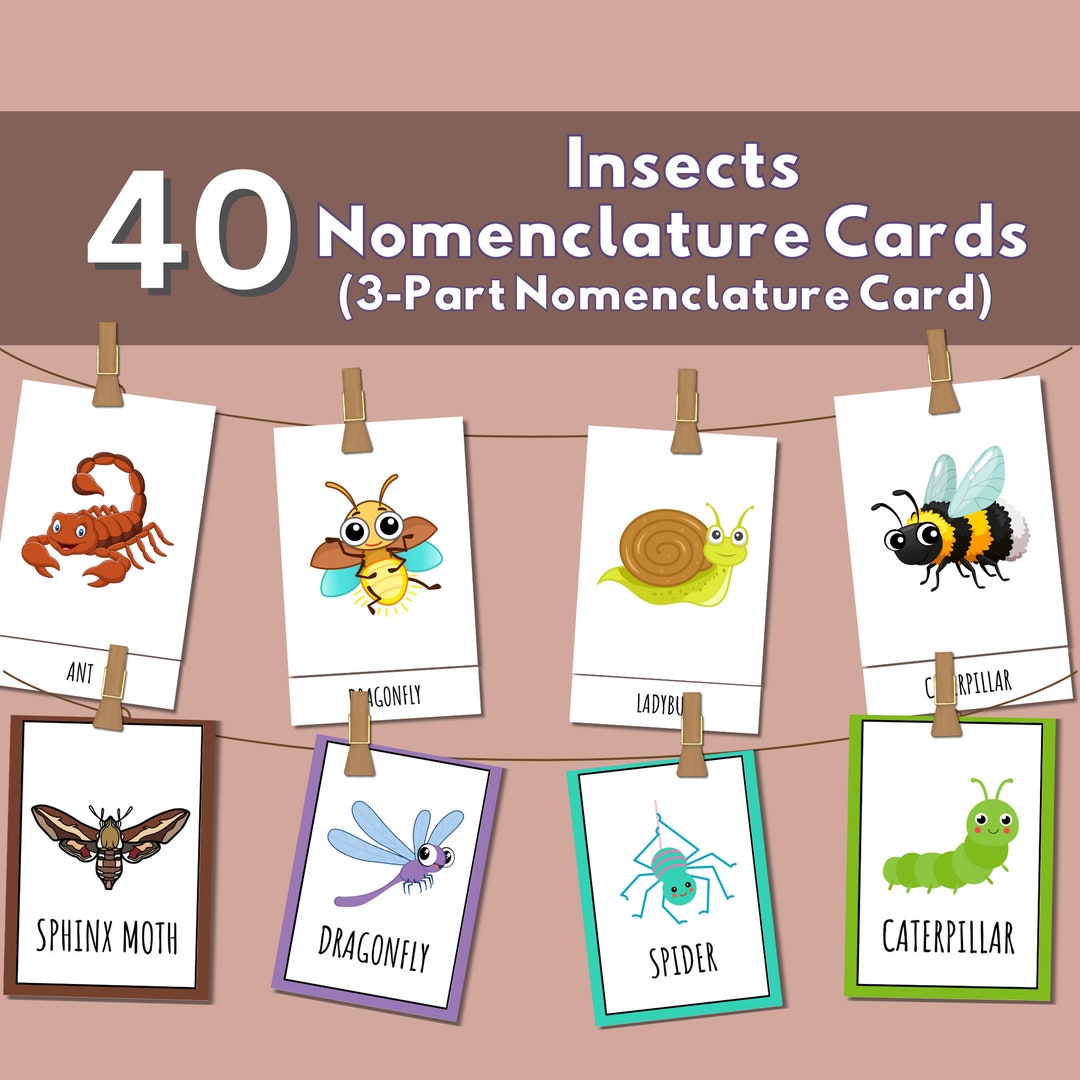 Insect Flash Card Printable Educational Preschool Flashcard Instant ...