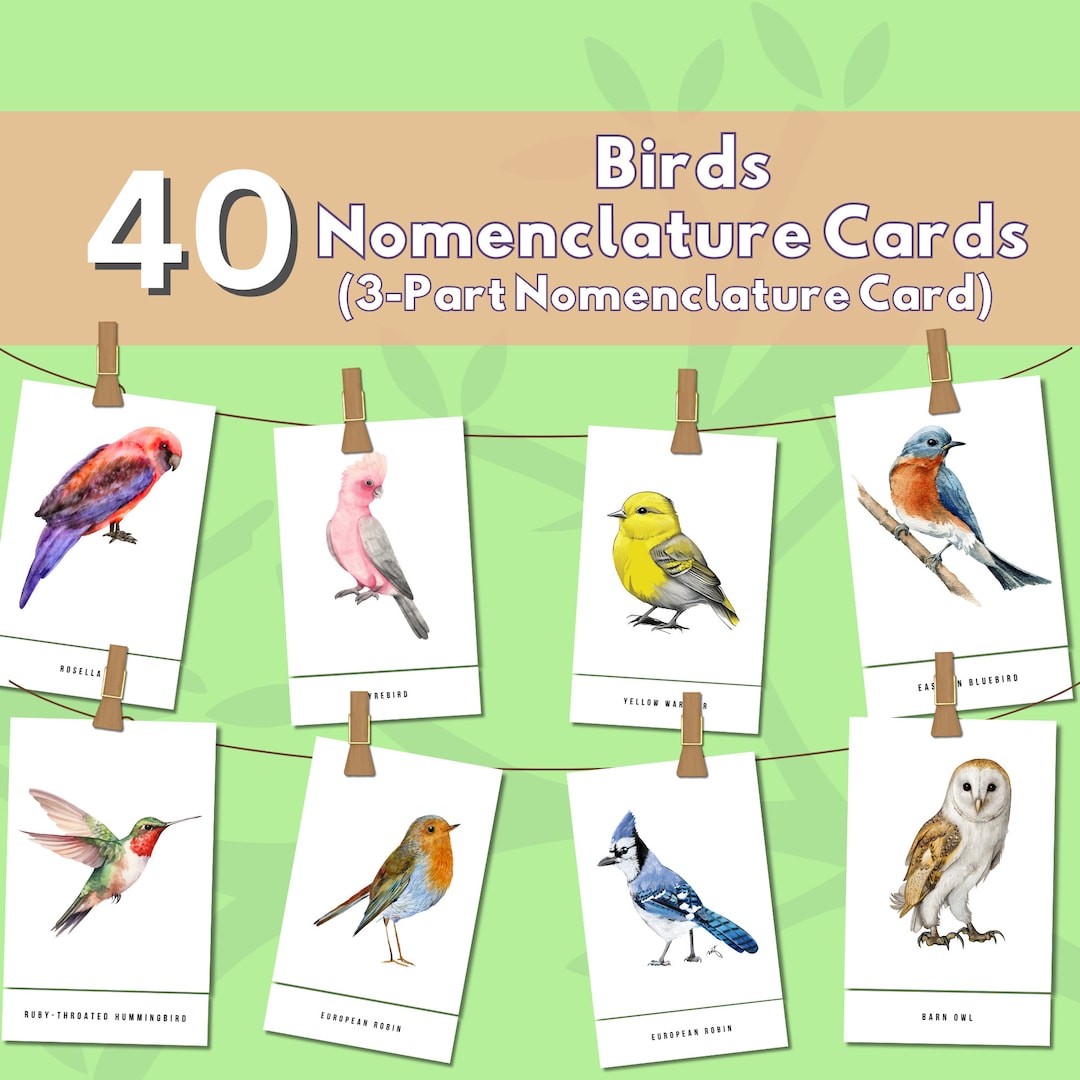 Bird Flashcard Interactive Preschool Learning Montessori Bird Flash ...