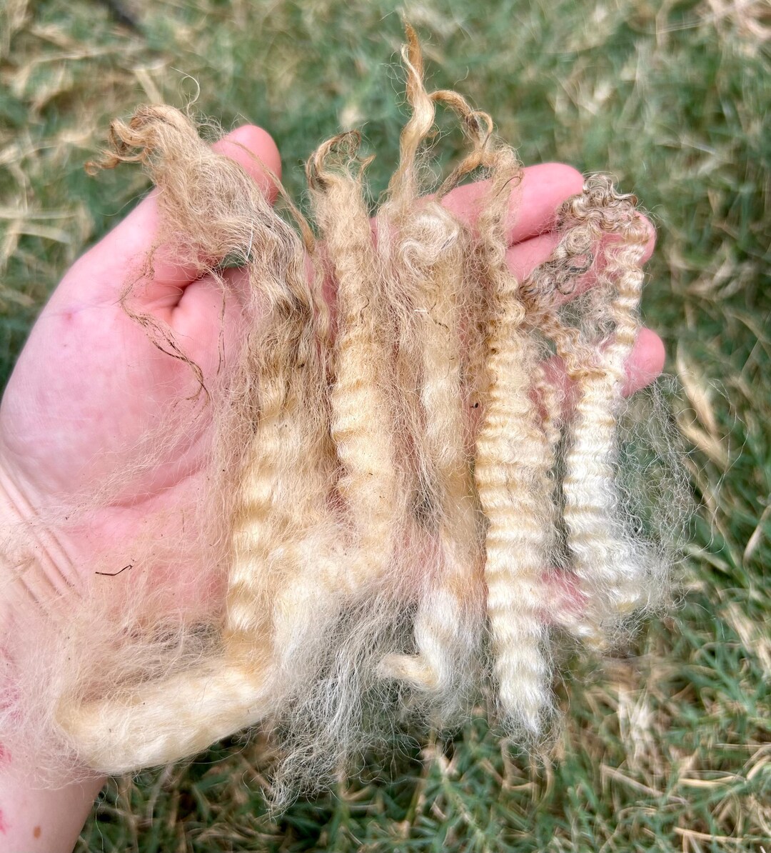 4oz RAW Gotland Cross Wool Locks White LONG Staple Wool for Felting ...