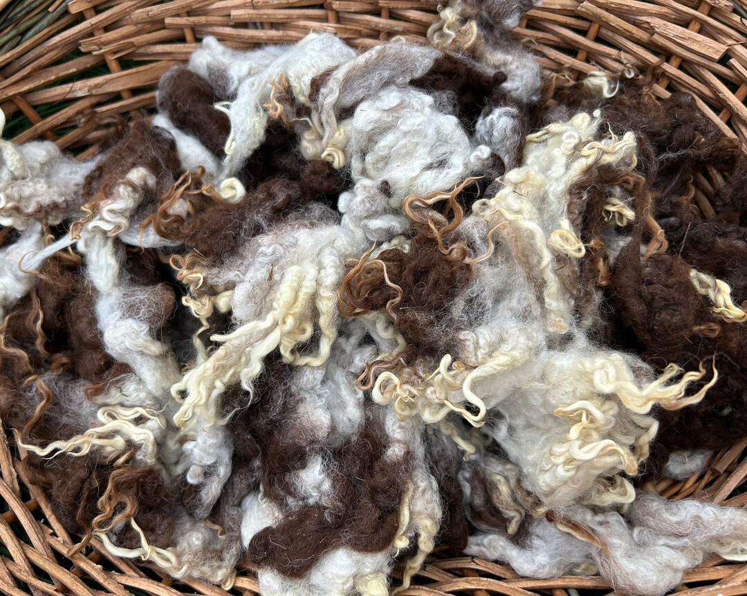 Washed Jacob Lamb Sheep Wool Chocolate White, Creamy With Hints of Grey ...