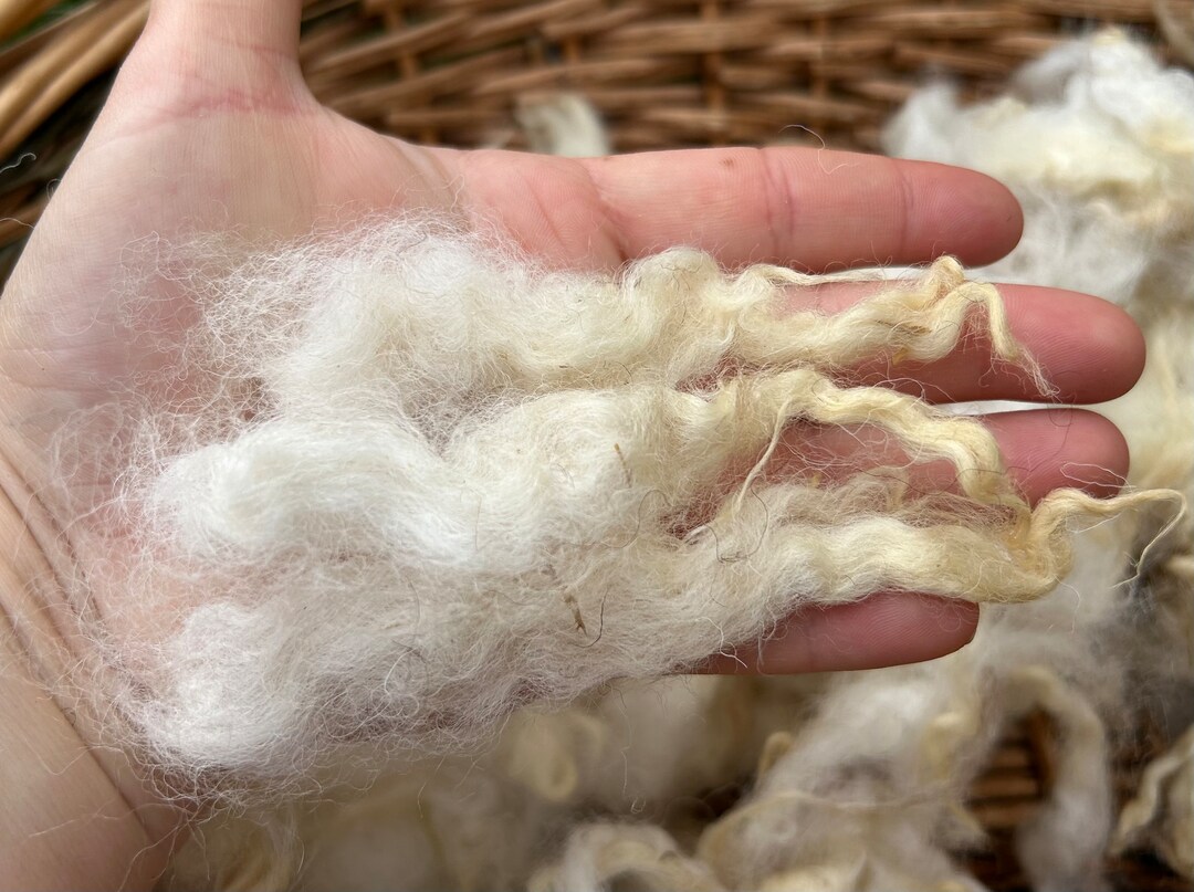 Washed Jacobs Sheep Wool off White, Creamy With Hints of Grey Wool ...