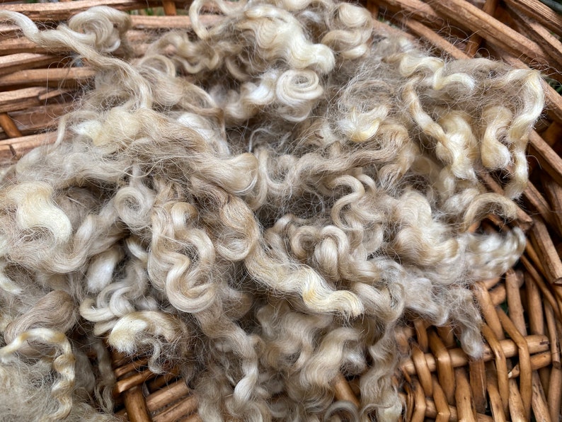 8oz Curly Wool Sampler Unwashed 8oz RAW Wool 4 Breeds - Etsy