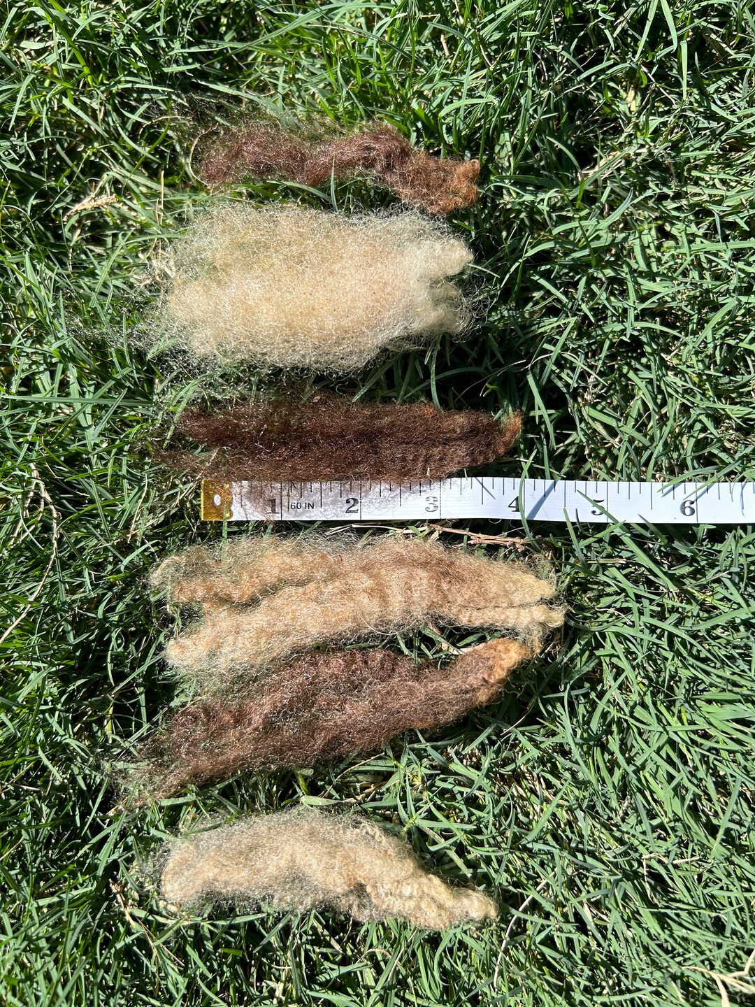 1 Pound RAW Jacob Sheep Wool Brown and White Texas Grown Fiber for ...