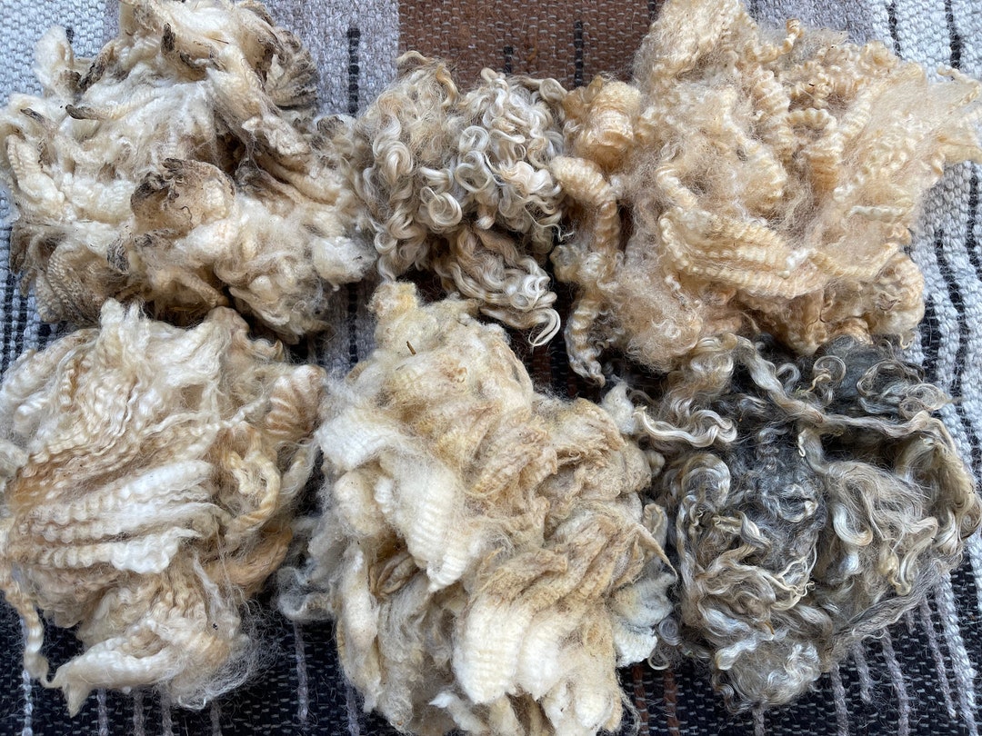 Raw Wool Sampler 12oz Unwashed Wool Corriedale, Polypay, Border ...