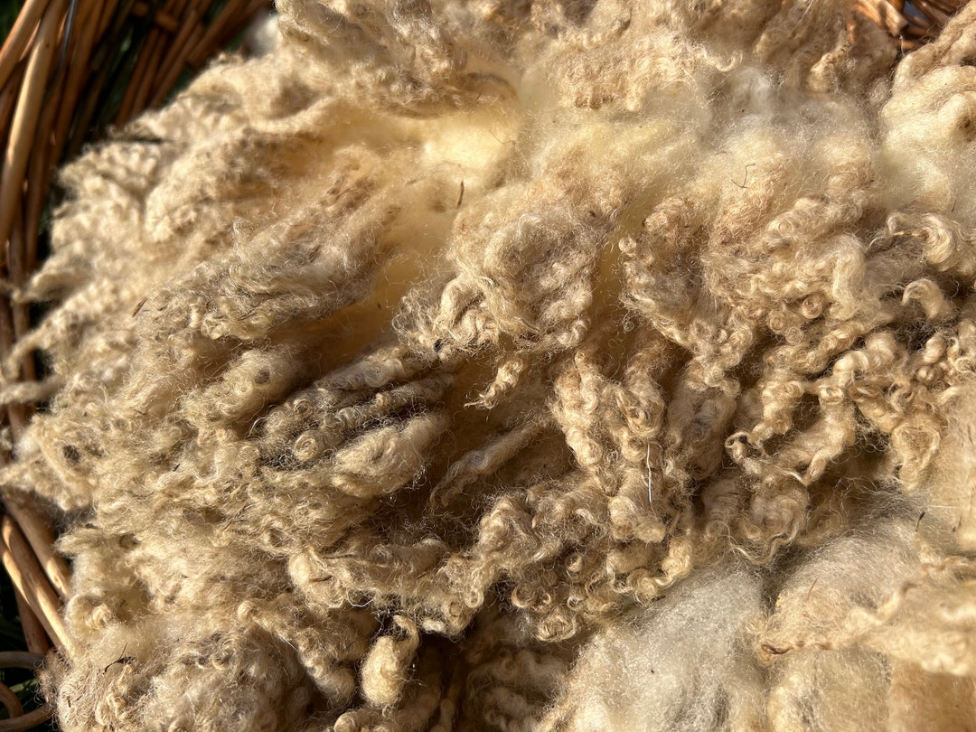 Dorset Cross Sheep Wool Soft Crimpy Wool White Sheep Wool for Spinning ...