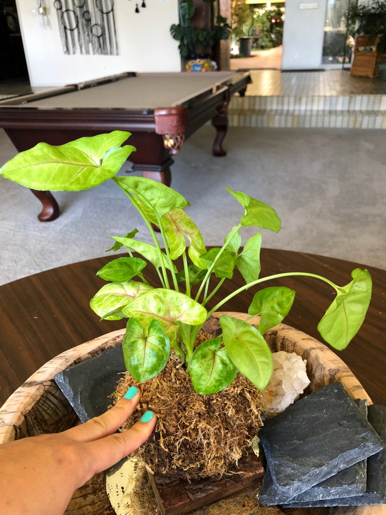 Kokedama Indoor Plant Display Hanging Moss Ball Mother Day Plant Lovers ...