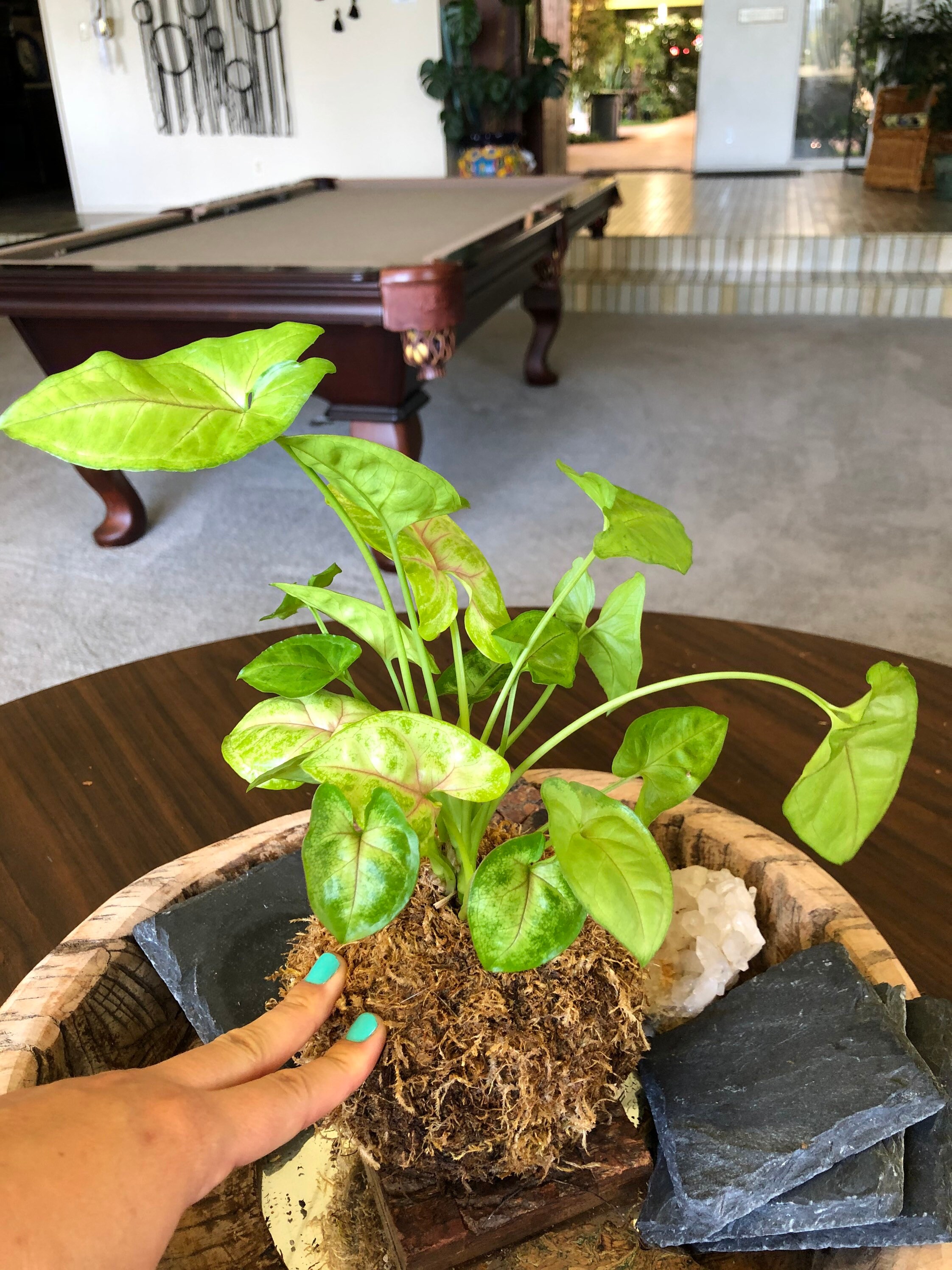 Kokedama Indoor Plant Display Hanging Moss Ball Mother Day Plant Lovers ...