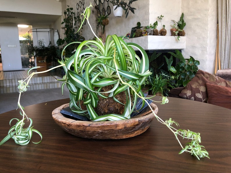 Kokedama Indoor Plant Display Hanging Moss Ball Mother Day Plant Lovers ...