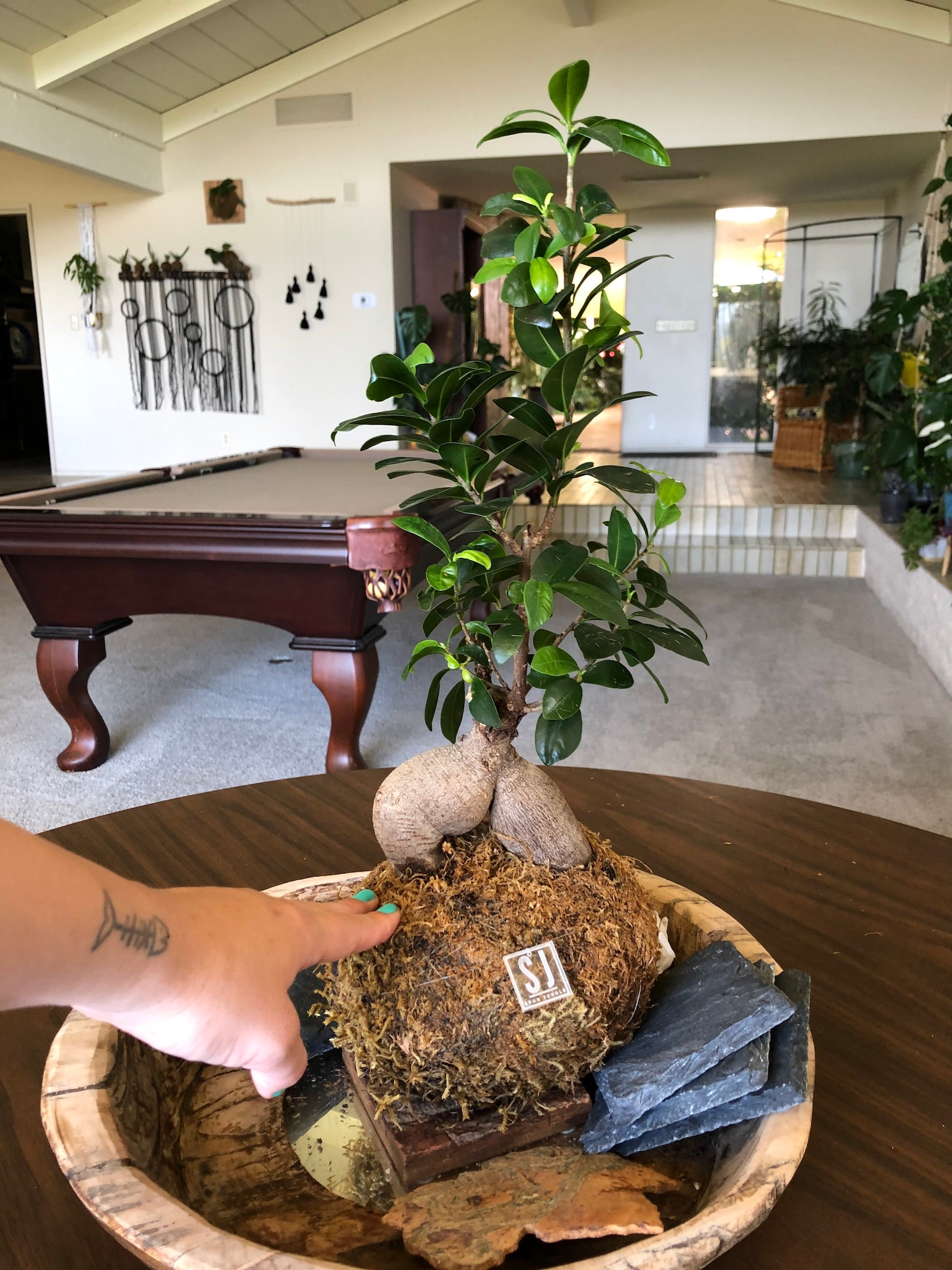 Kokedama Indoor Plant Display Hanging Moss Ball Mother Day Plant Lovers ...