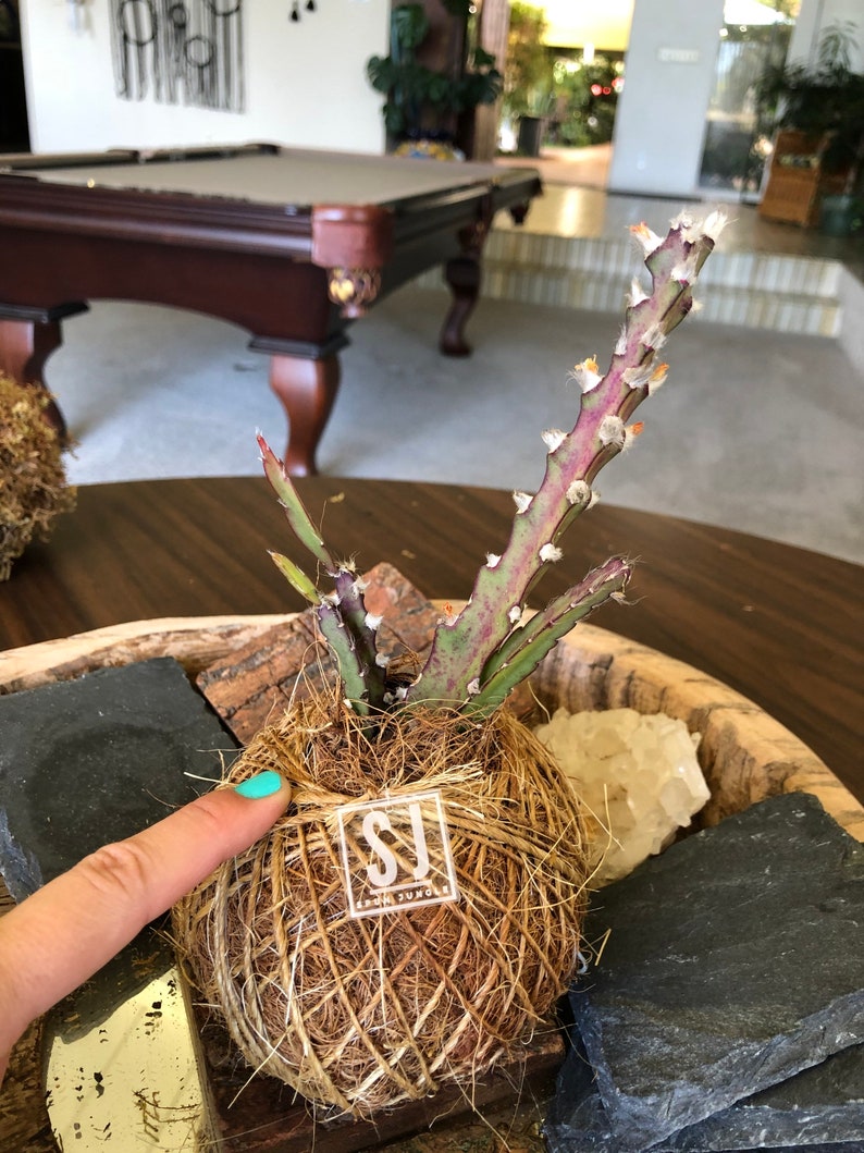 Kokedama Indoor Plant Display Hanging Moss Ball Mother Day Plant Lovers ...