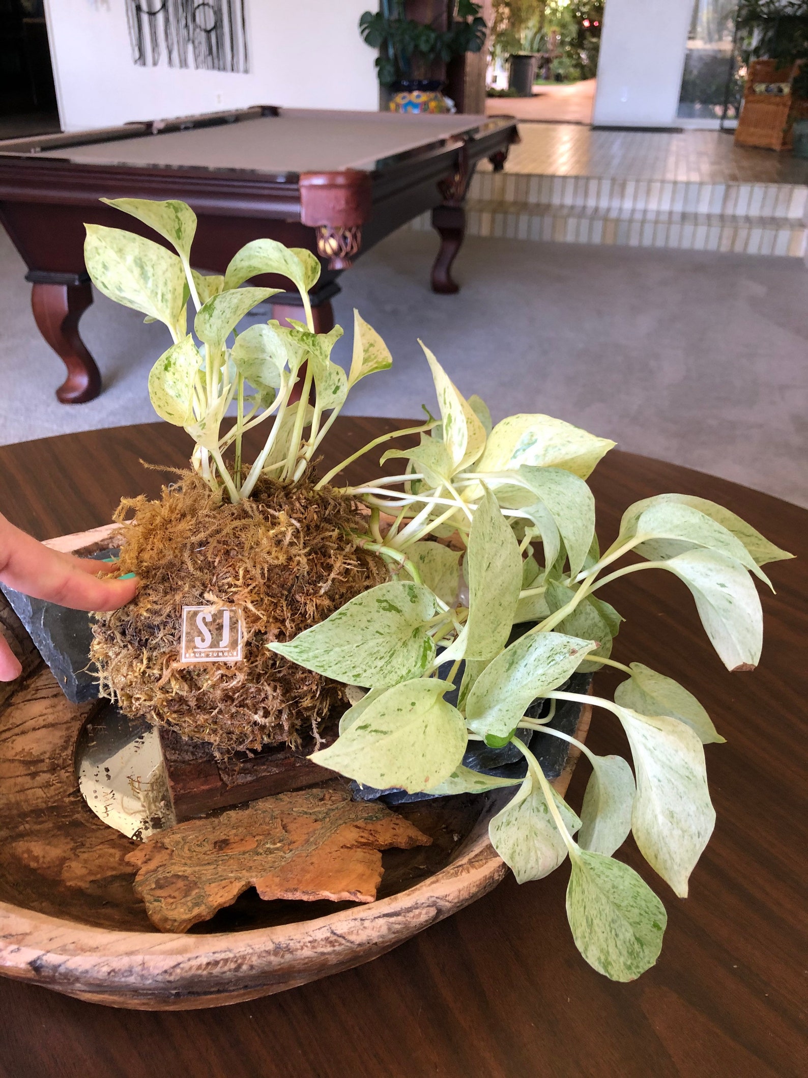Kokedama Indoor Plant Display Hanging Moss Ball Mother Day Plant Lovers ...