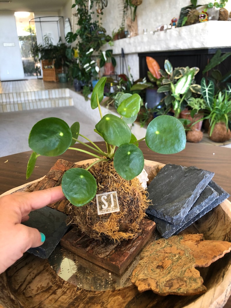 Kokedama Indoor Plant Display Hanging Moss Ball Mother Day Plant Lovers ...