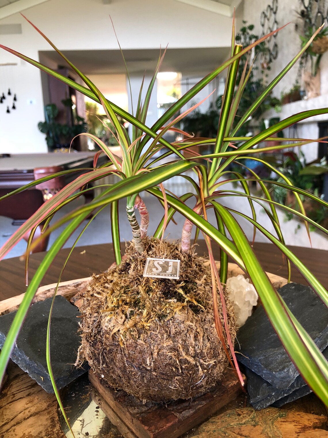 Kokedama Indoor Plant Display Hanging Moss Ball Mother Day Plant Lovers ...