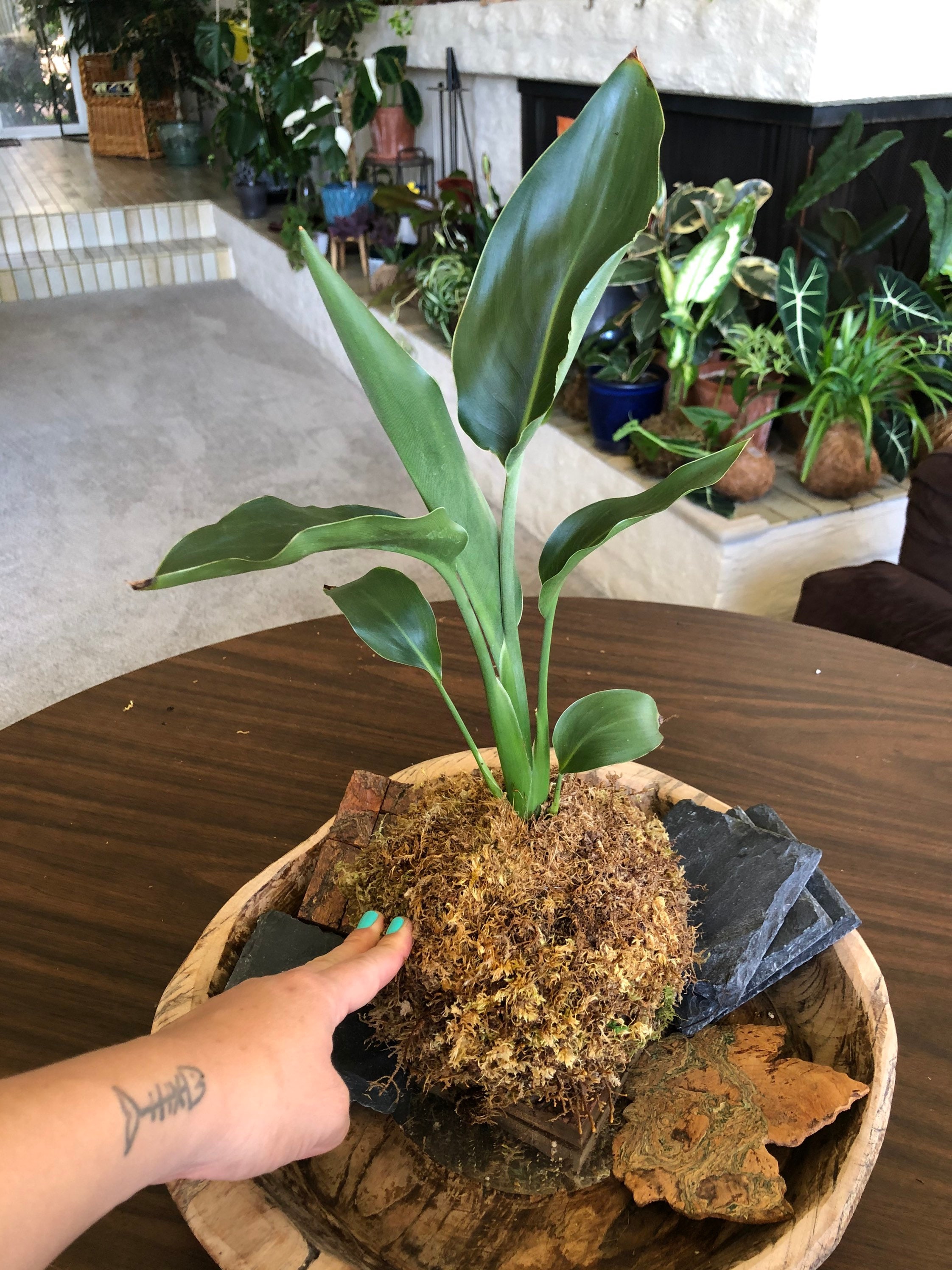 Kokedama Indoor Plant Display Hanging Moss Ball Mother Day Plant Lovers ...
