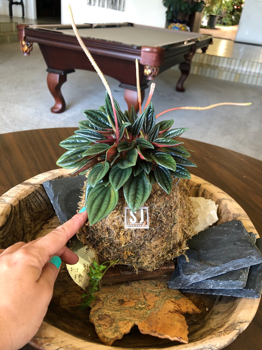 Kokedama Indoor Plant Display Hanging Moss Ball Mother Day Plant Lovers ...