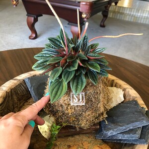 Kokedama Indoor Plant Display Hanging Moss Ball Mother Day Plant Lovers ...