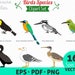 Birds Species Vector Clipart Set Printable Digital Files - 16 Realistic ...