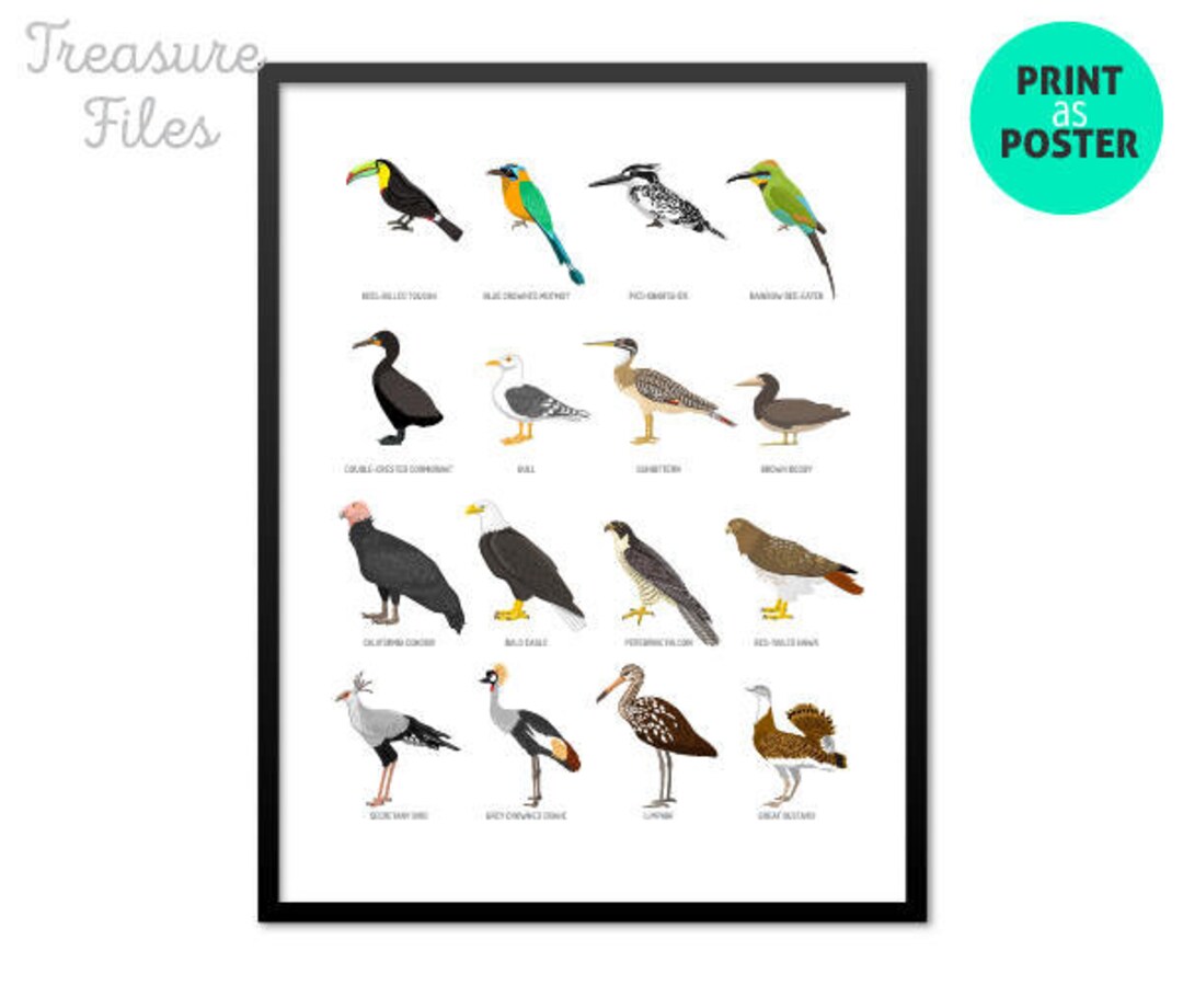 Birds Species Vector Clipart Set Printable Digital Files - 16 Realistic ...