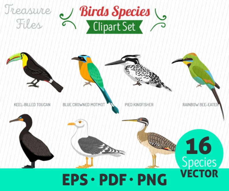 Birds Species Vector Clipart Set Printable Digital Files 16 | Etsy