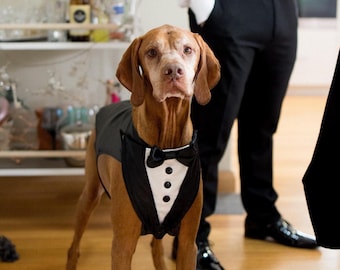 dog tuxedo harness