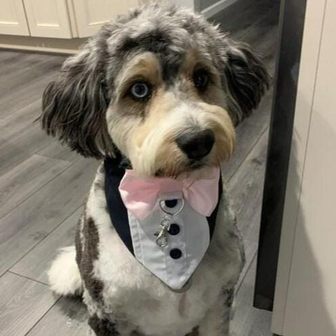 Dog Wedding Ring Bearer Bandana With Heart Ring Clip Keepsake, Satin ...