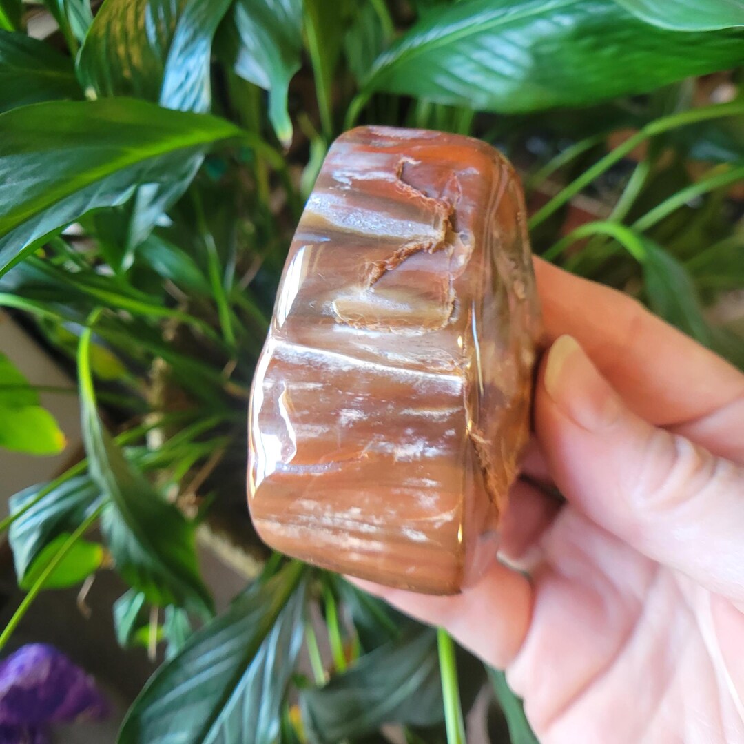 Arizona USA Petrified Wood Mineral Sample, Free Form Crystal Petrified ...