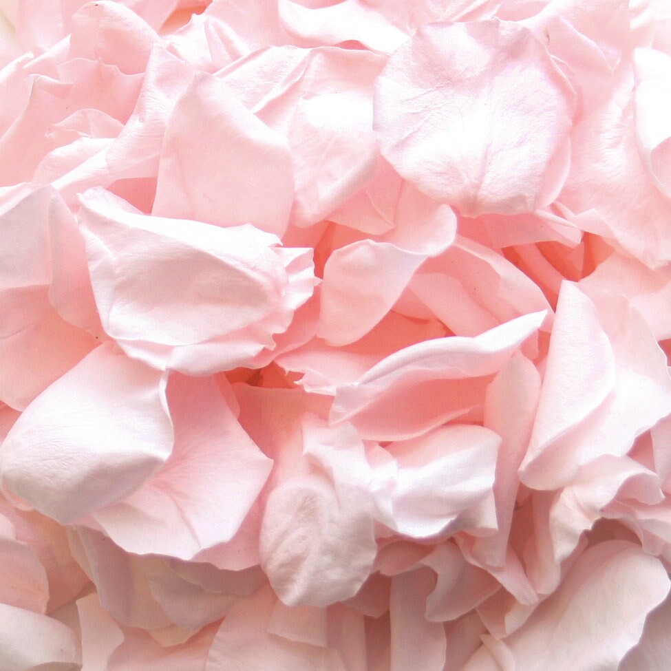 Pale Pink Rose Petals for Wedding Confetti / Decoration. Pale - Etsy UK