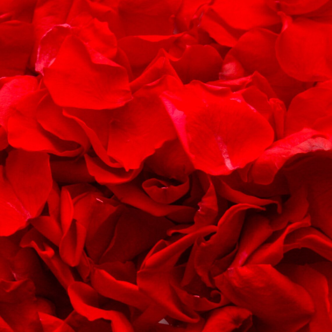 Red Rose Petals for Wedding Confetti / Decoration. Red | Etsy