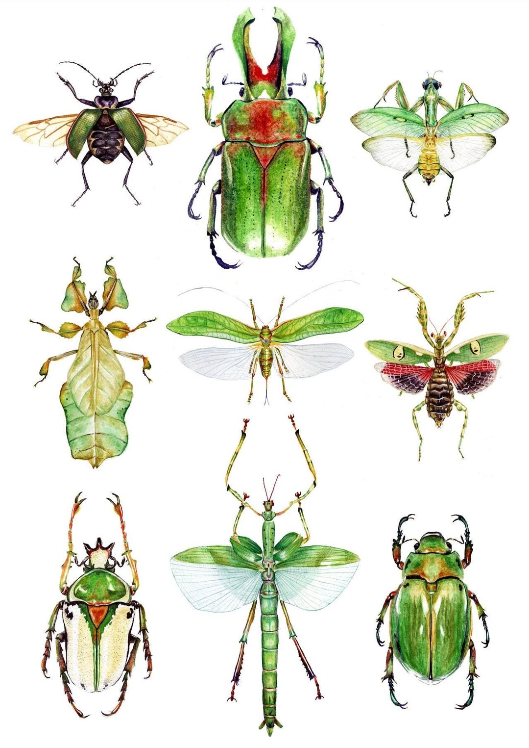 Assorted Insects (jade) - Etsy