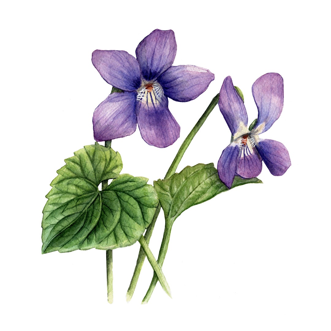 Violets - Etsy