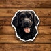 Black Newfoundland "newfie" Dog Breed Vinyl Sticker - Pet Lover Decal ...