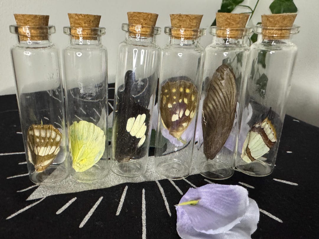 Butterfly Wing Glass Vials A Grade Classic Handmade Decor With Real ...