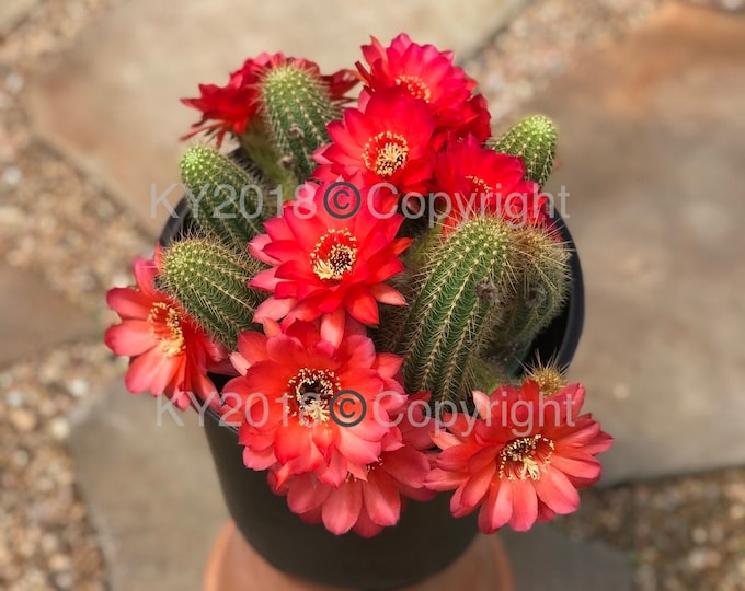3" Pot---echinopsis Hybrid 'aztec Gold'/ VERY LIMITED - Etsy